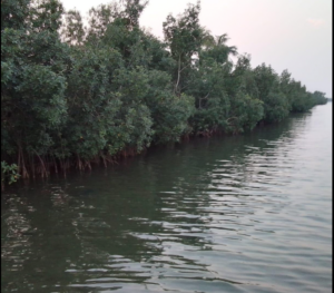 Building local climate resilience through mangrove restoration in ...
